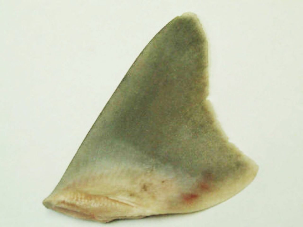 Dogfish - SternaSeafood